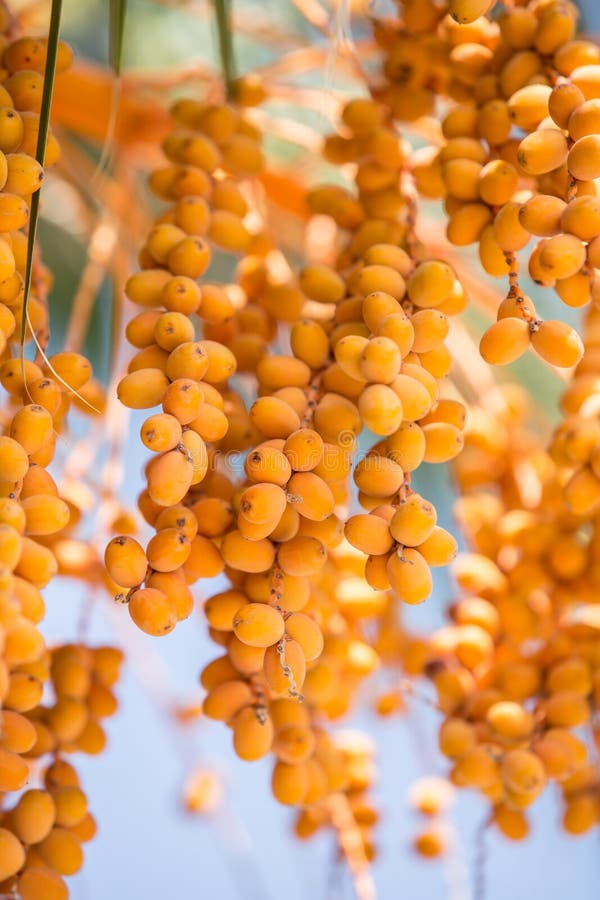 Date fruits on the tree. stock photo. Image of oriental - 86434648