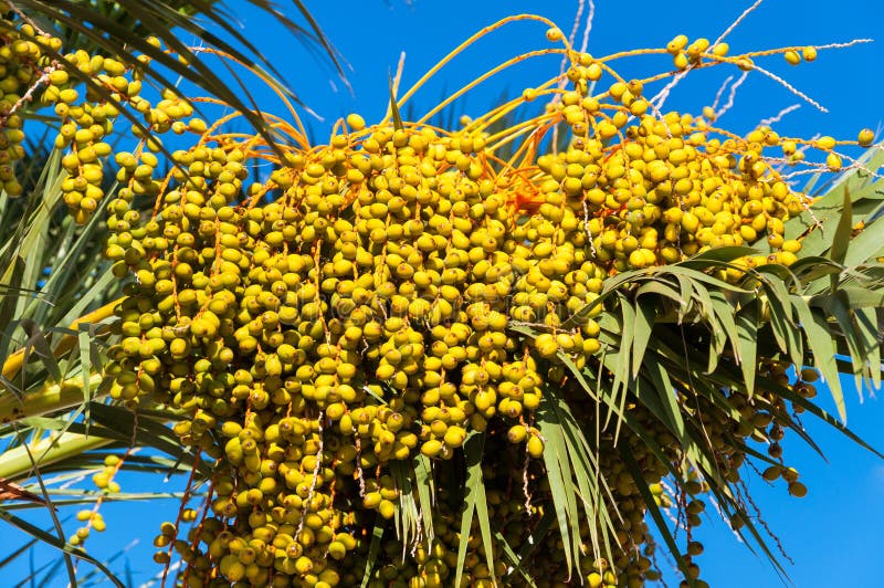 Date, frutta della palma fotografia stock. Immagine di dessert - 16712780