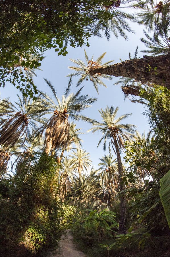 The date grove stock photo. Image of food, harvest, palm - 41781570
