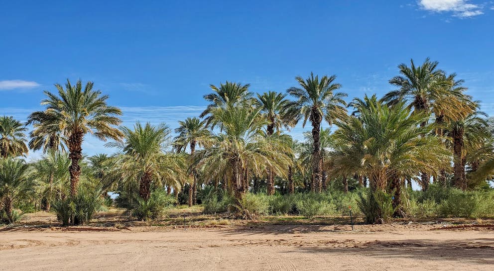 Date Land Arizona stock image. Image of plantation, plant - 273624545