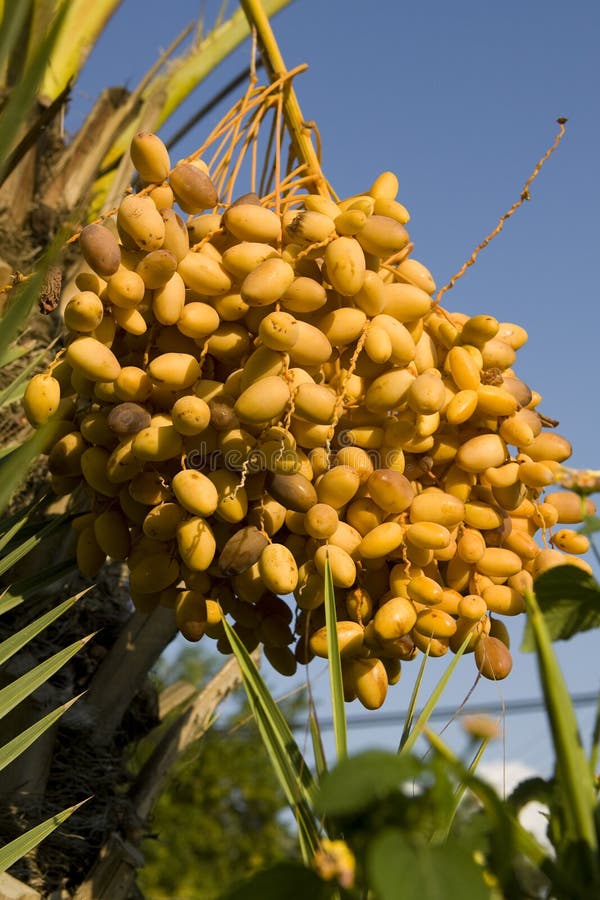 8,035 Photos de Palmier Et Dattes - Photos de stock gratuites et libres ...