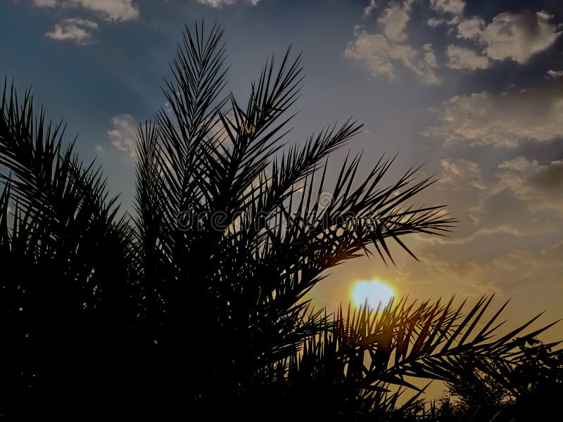 Date Leaf with Sky in Sunrise in Autumn Stock Image - Image of ...