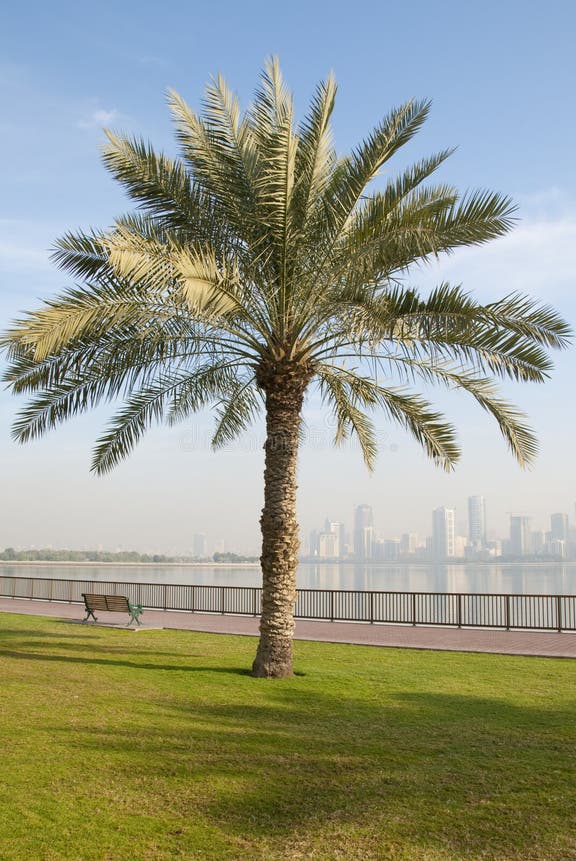 Date palm stock image. Image of leaf, north, heat, sunny - 12660119