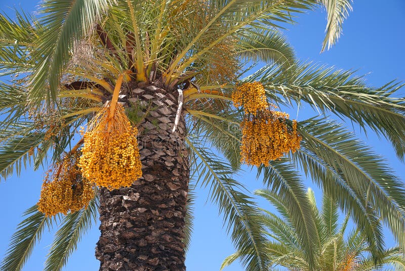 Date palm stock image. Image of detail, growing, orange - 21312617