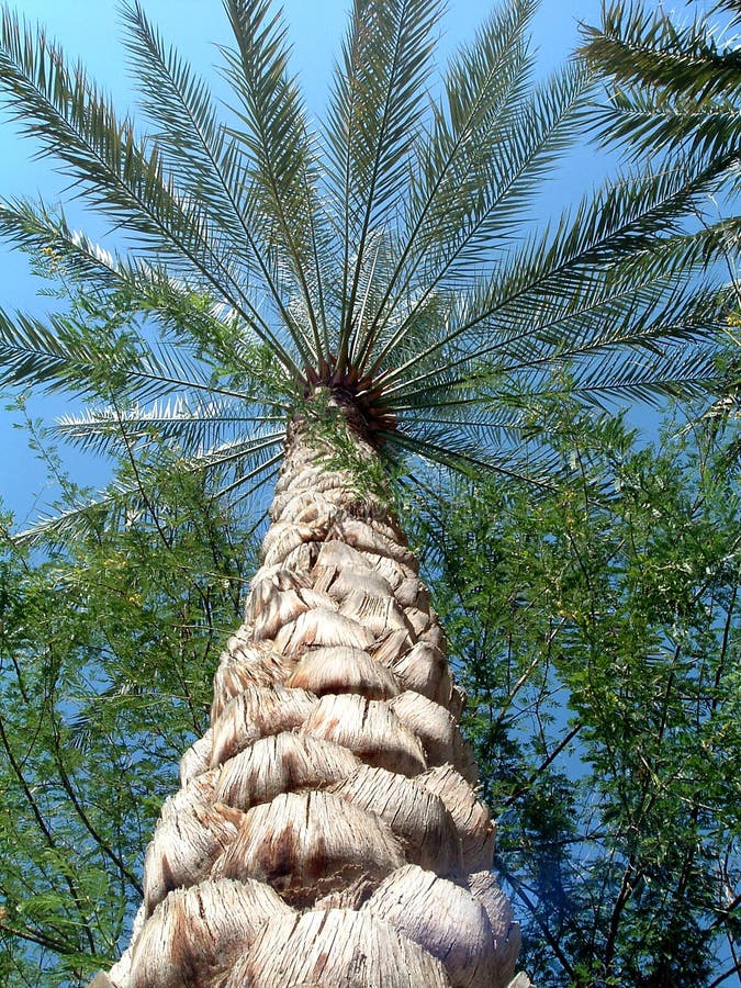 Date palm stock image. Image of bottom, high, view, wood - 398631