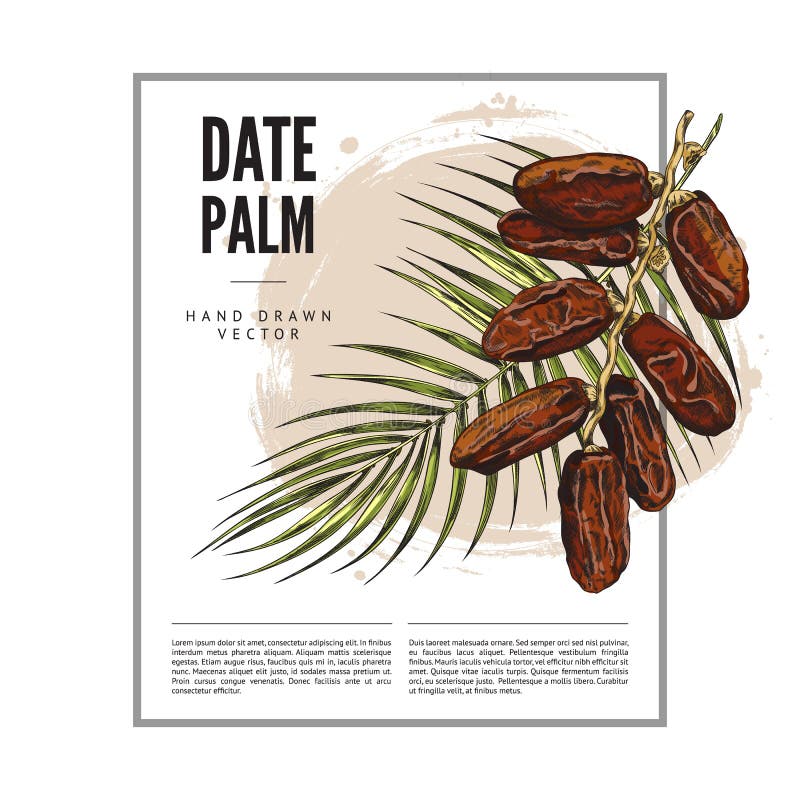 Date Palm Tree, Hand Drawn Vector Illustration in Sketch Style ...