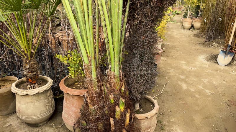 Date Palm Bare Root Trees with Exposed Roots at a Nursery Stock Video ...