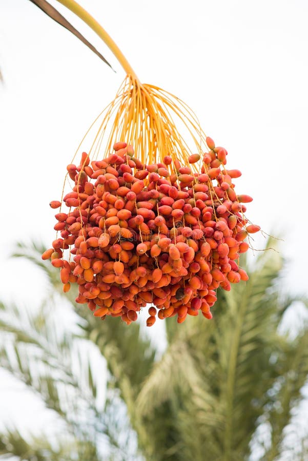 Date Palm Branches with Ripe Dates. Cyprus Stock Photo - Image of ...