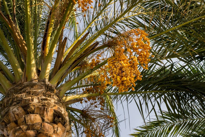 Orange dates stock image. Image of flora, dates, dactylifera - 16958549
