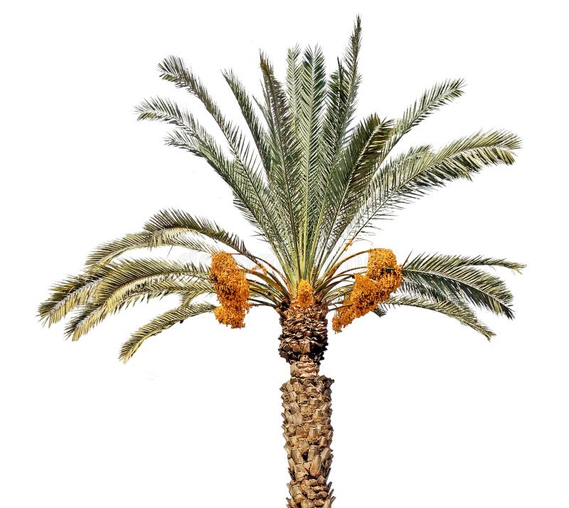Date palm stock photo. Image of ornamental, nature, botany - 83365730