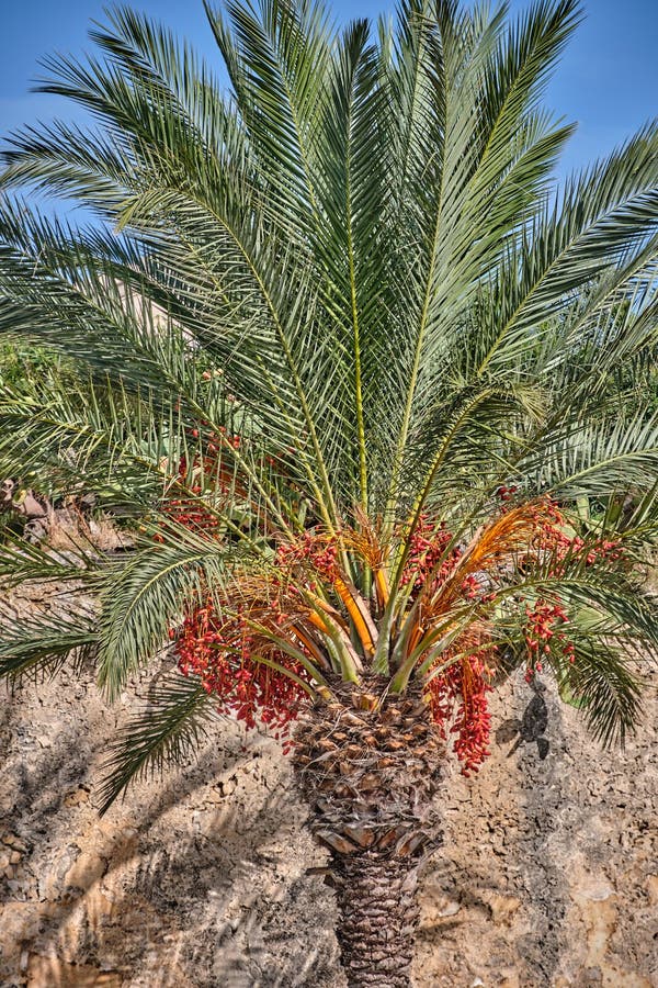Date Palm Close of a Very Fertile Tree Stock Photo - Image of outdoor ...
