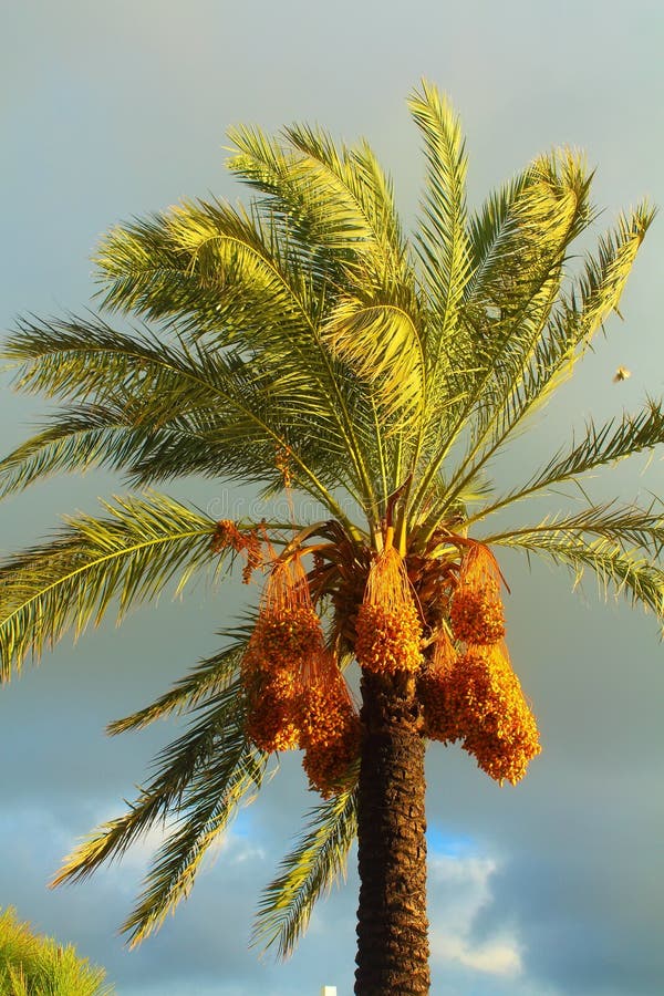 Date palm stock image. Image of turkey, fresh, nature - 103327361