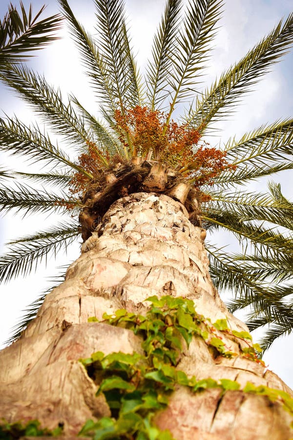 Date Palm with Dates on Branches, Bottom View Stock Photo - Image of ...