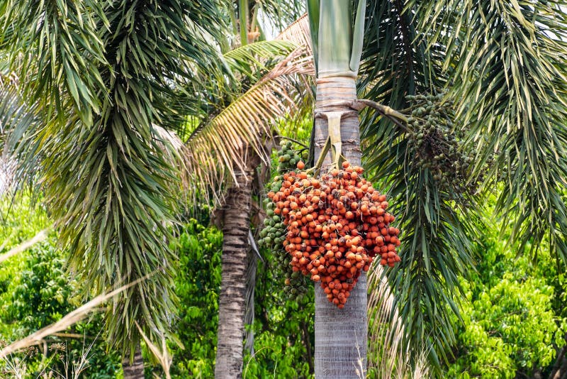 Date Palm stock photo. Image of tree, palm, nature, horizontal - 40515836