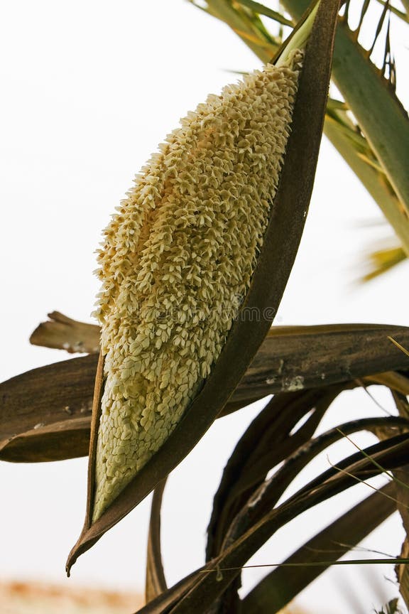 Date palm flower stock photo. Image of flower, palm, pods - 5782262
