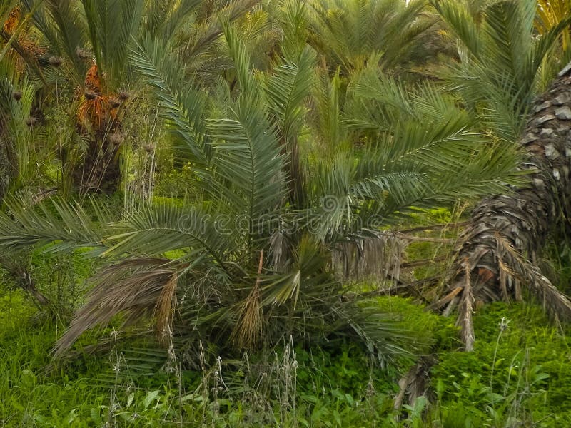 Date Palm Forest in Cyprus. Tropical Nature Stock Photo - Image of ...
