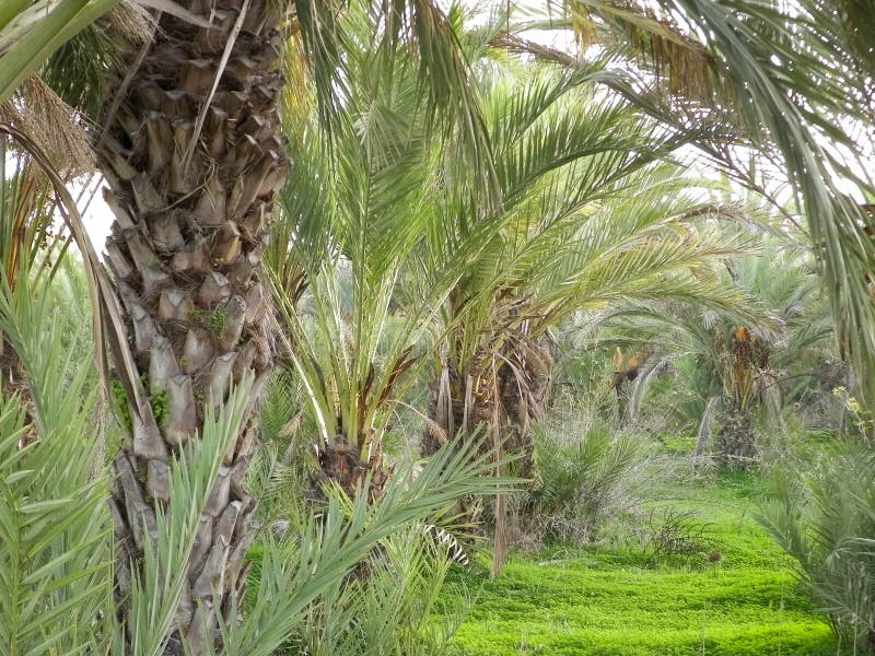 Date Palm Forest in Cyprus. Tropical Nature Stock Photo - Image of ...