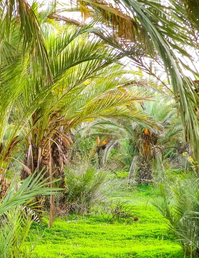 Date Palm Forest in Cyprus. Tropical Nature Stock Photo - Image of ...