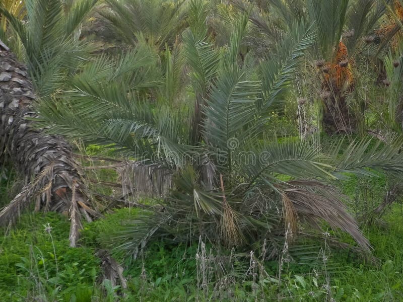 Date Palm Forest in Cyprus. Tropical Nature Stock Photo - Image of ...