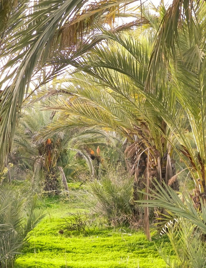 Date palm forest landscape stock image. Image of asian - 386882539