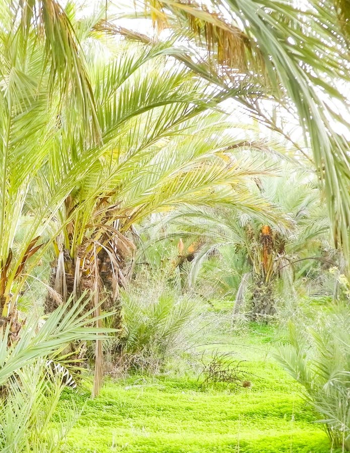 Date palm forest landscape stock photo. Image of date - 387437364