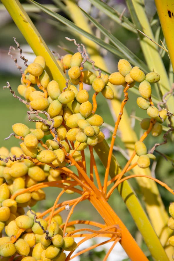 Date palm fruit stock image. Image of natural, great - 36355349