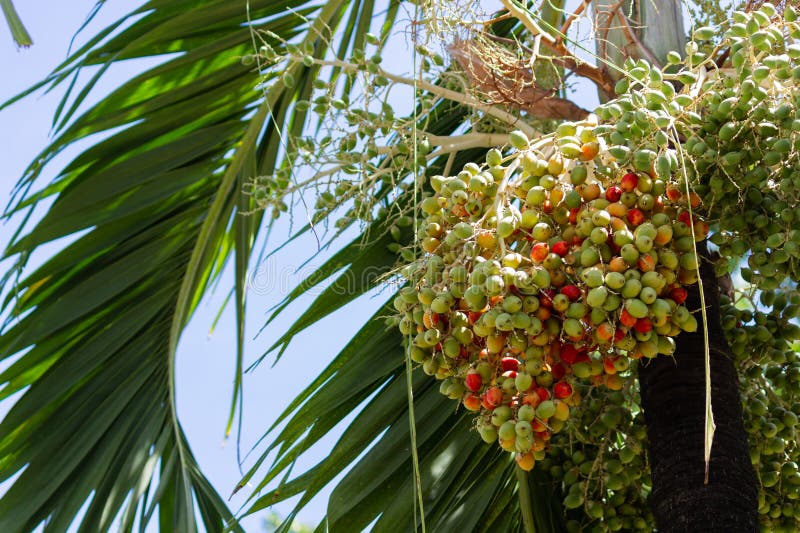 Date palm fruit stock image. Image of tropic, close - 279795969