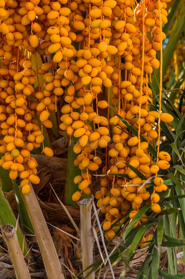 Date Palm Fruit on Tree in the Datepalm Plantation Stock Photo - Image ...