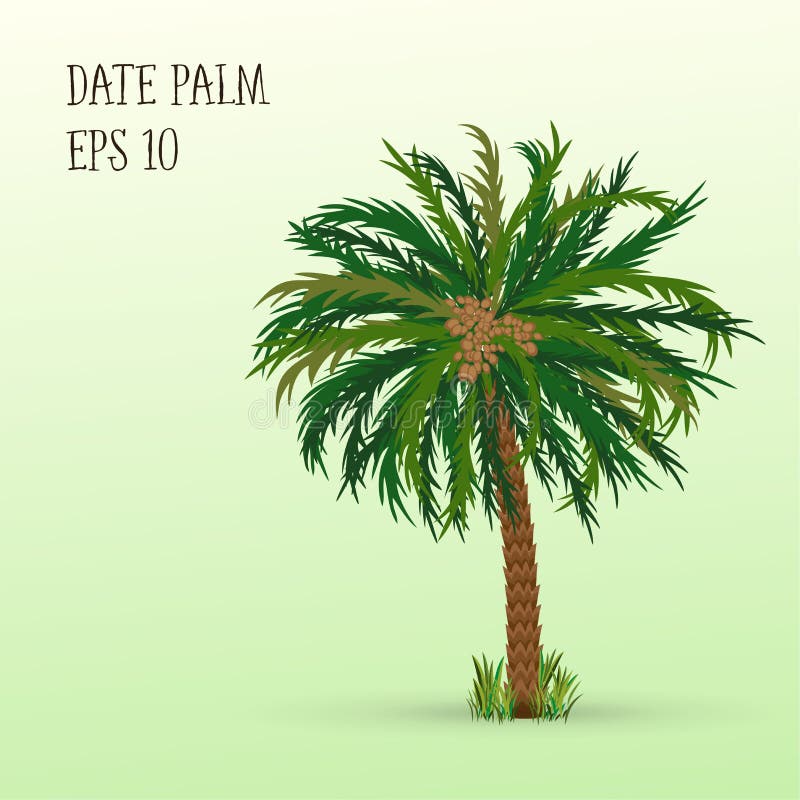 Cartoon Date Palm Tree