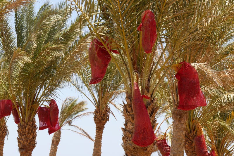 Date palm before harvest stock image. Image of fruity - 66266335