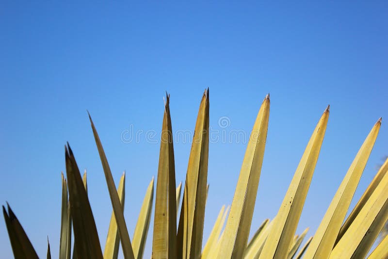 Date Palm Leaf with Bluesky Background for Copyspace. Stock Photo ...