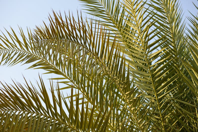 Date palm leaves stock photo. Image of tree, palm, outdoor - 186100102
