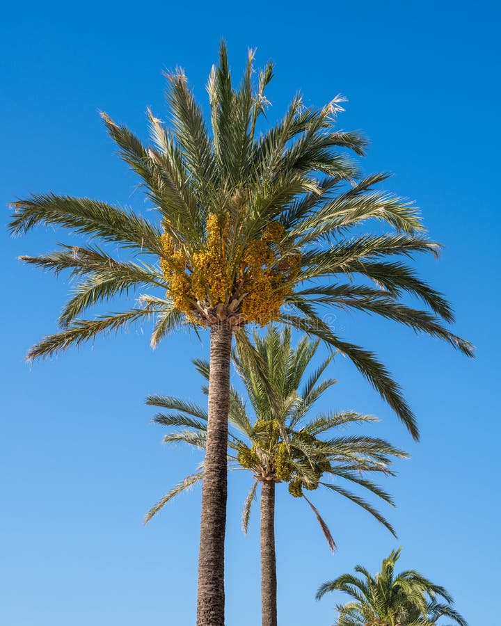 Date Palm Leaves Against Blue Sky. Tropical Leaf, Green Palm Leaves ...