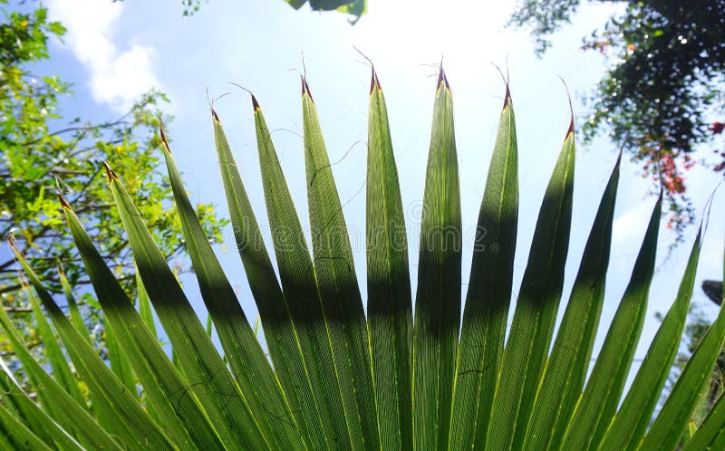 Date Palm Leaves on a Blue Sky Background Stock Photo - Image of ...