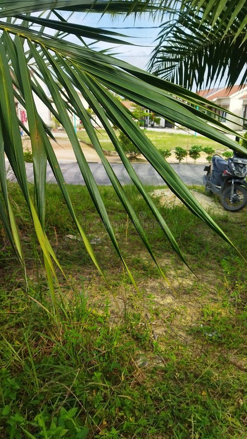 The Date Palm Leaves in the Central Field of a Complex are Very Lush ...