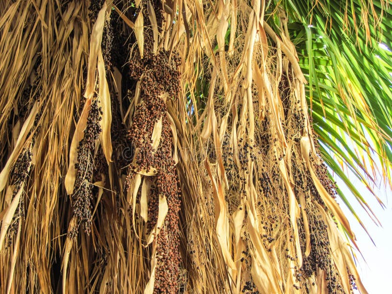 Date palm leaves dates stock image. Image of farming - 85791457