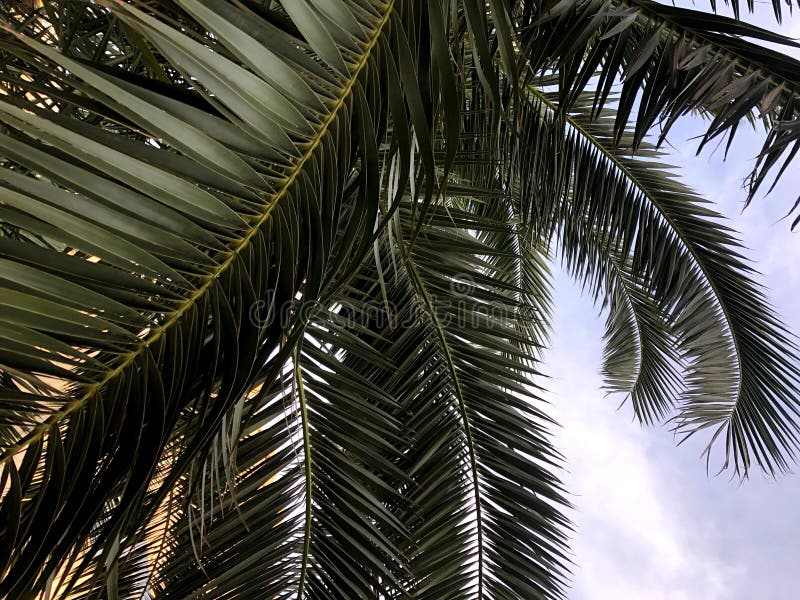Date Palm. Leaves. Unique Photo. from Close Range Stock Photo - Image ...