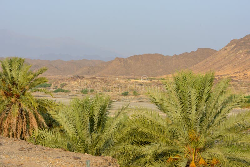 Date Palm in the Mountains, Oman Stock Photo - Image of light, palm ...