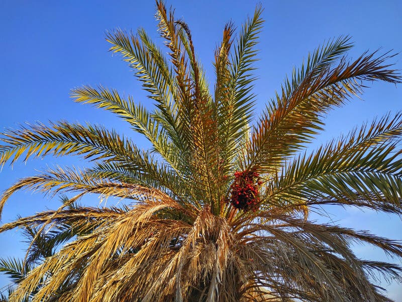 Date palm qatar stock foto. Image of water, overzees - 183796308