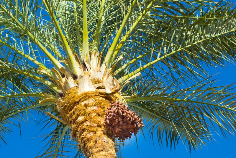 Date palm stock image. Image of unusual, palma, egypt - 38612469