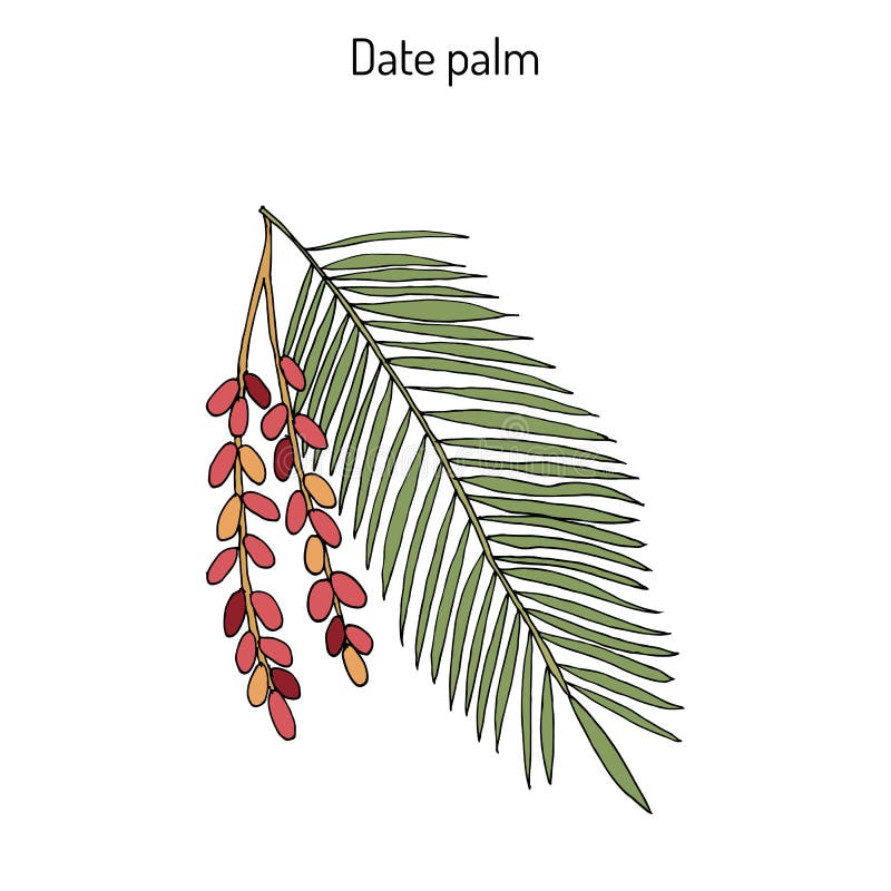 Date Palm Phoenix Dactylifera Stock Vector - Illustration of arabic ...