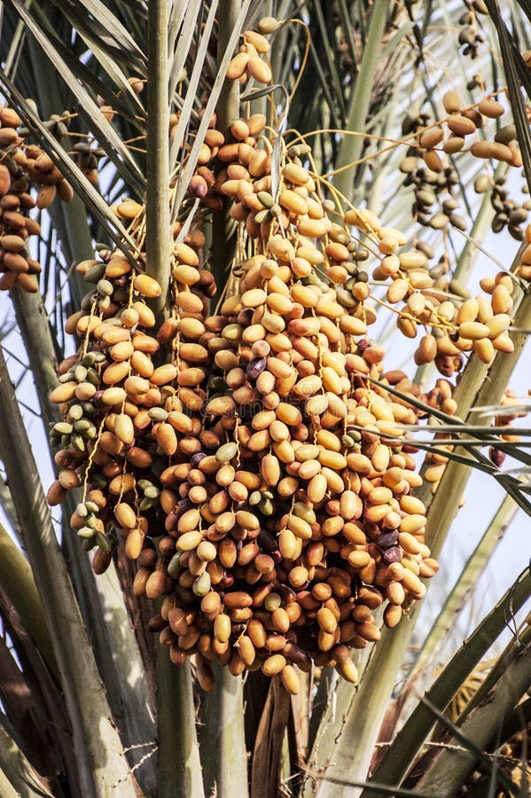 Fruit, Date Palm, Produce, Food Picture. Image: 120114326