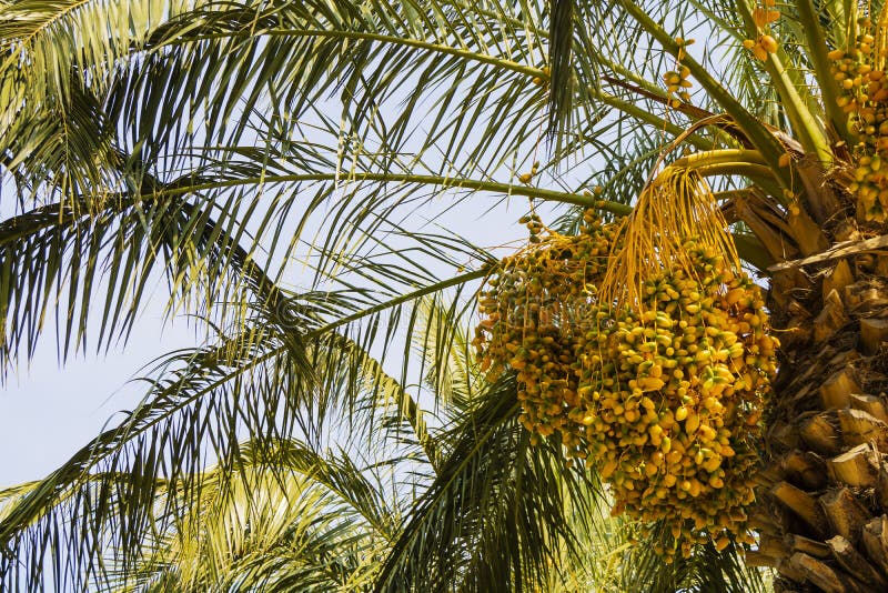 Date palm with ripe dates. stock image. Image of desert - 102740011