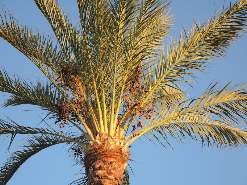 Date palm stock photo. Image of fruit, blue, palm, leaf - 60947390