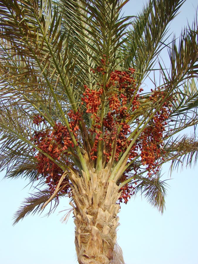 Date palm stock image. Image of sweet, dates, tunisia - 74587315