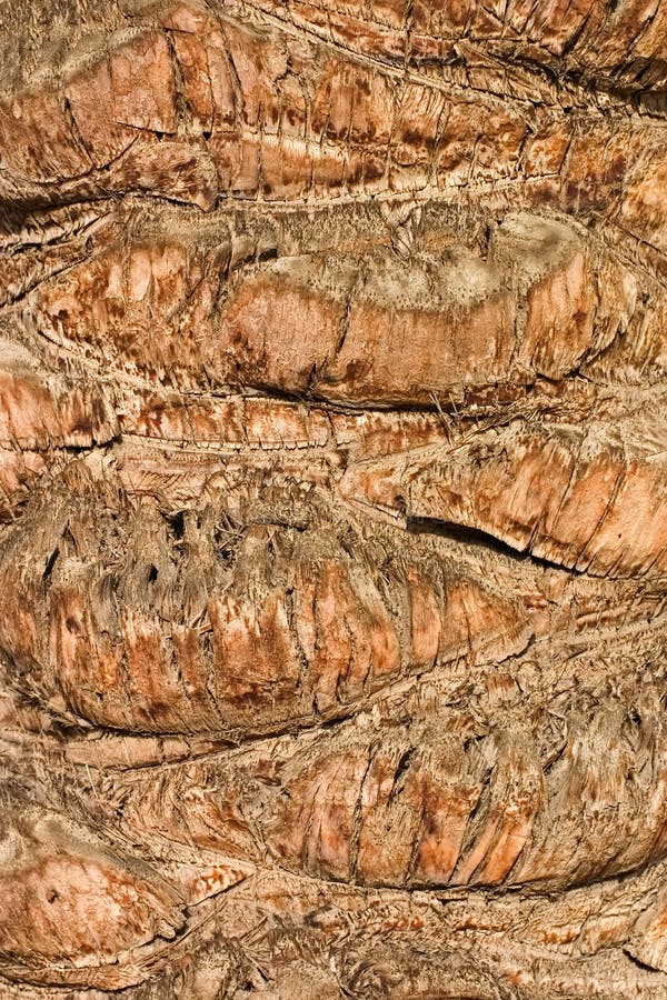 Date-palm s bark stock image. Image of coarse, rough - 11394111