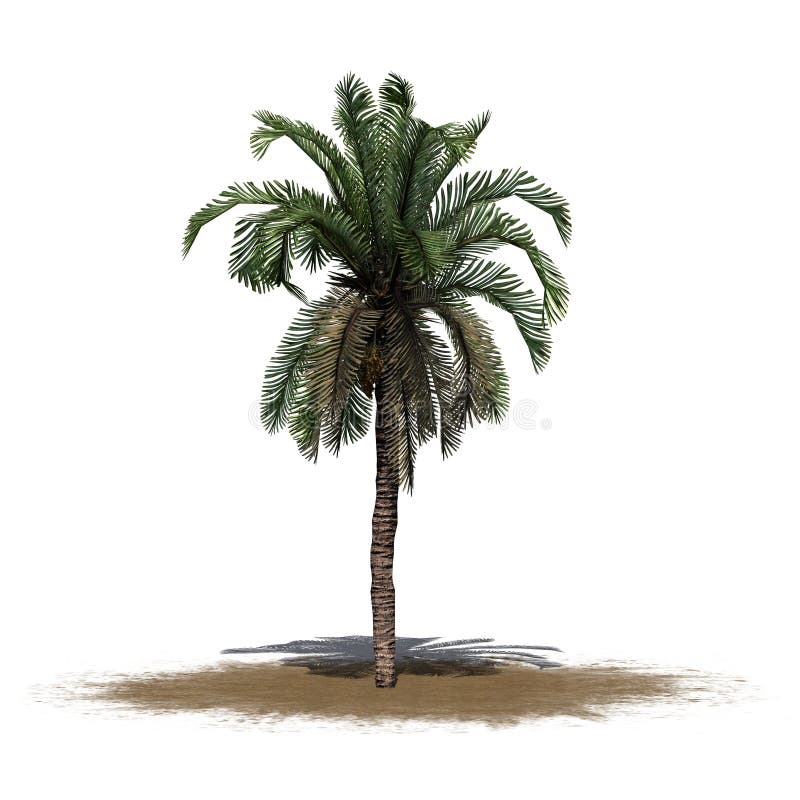 Single Date Palm Tree Isolated White Stock Illustrations – 91 Single ...