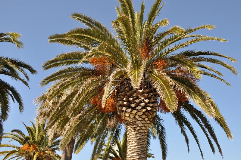 Date palm stock photo. Image of gold, dates, france - 144509644