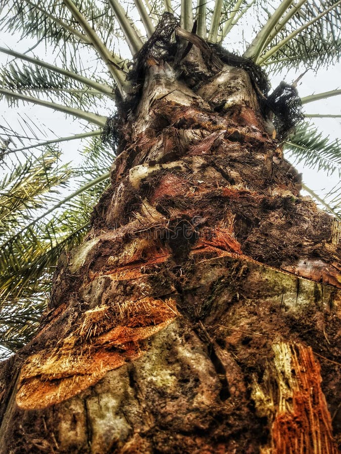 Date palm texture stock photo. Image of trunk, nature - 357685282