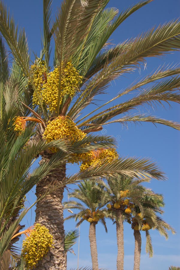 Red Dates Palm Tree Palms stock image. Image of kindle - 45059711